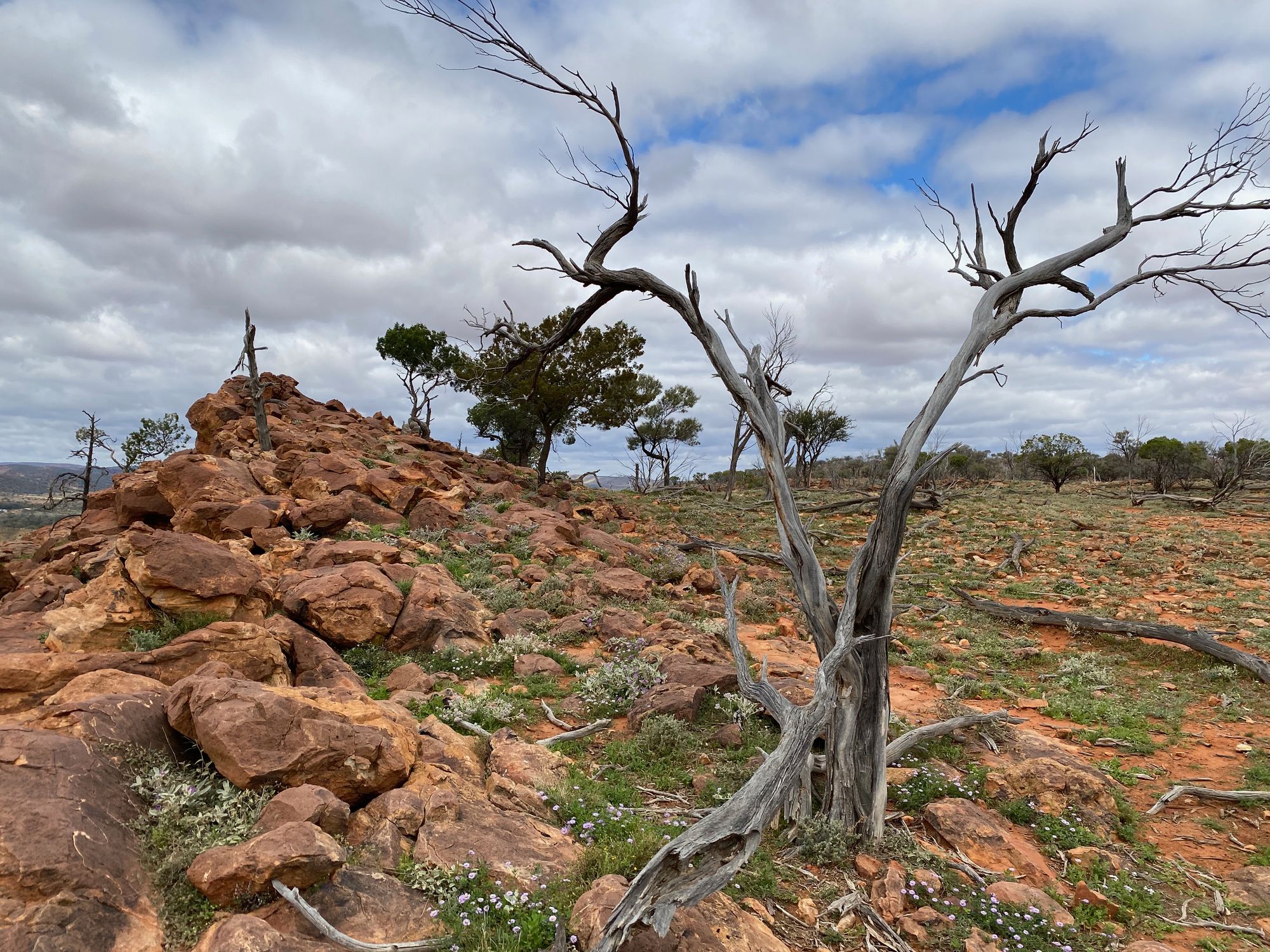 Western Ridge walking track