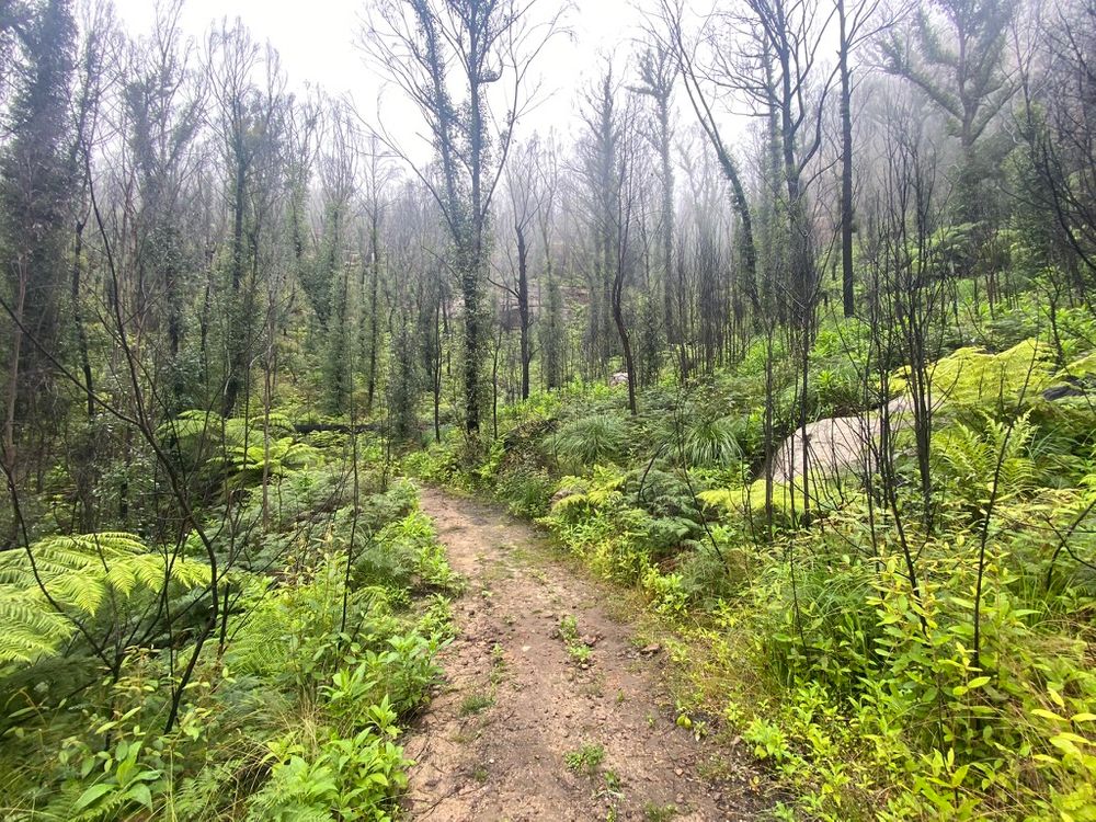 Mount Banks Summit Walk